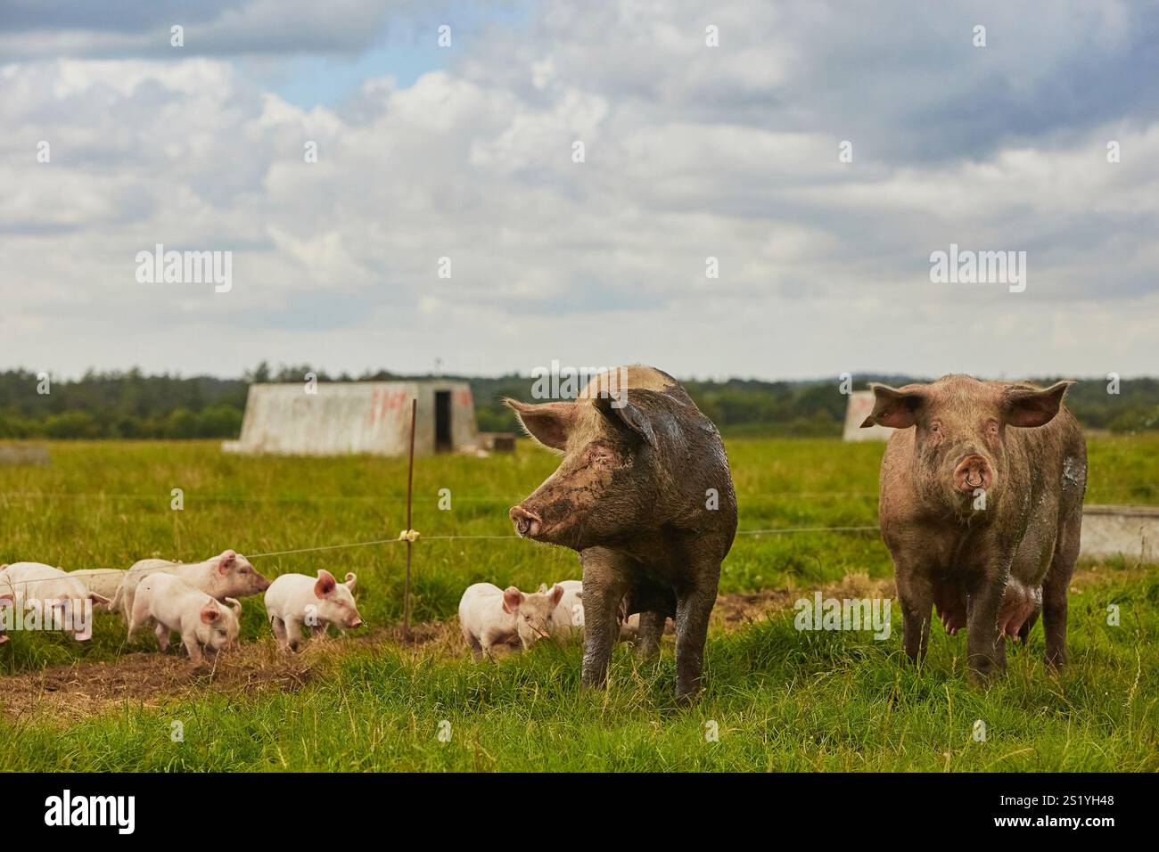 Eco pig farm in the field in Denmark Stock Photo - Alamy