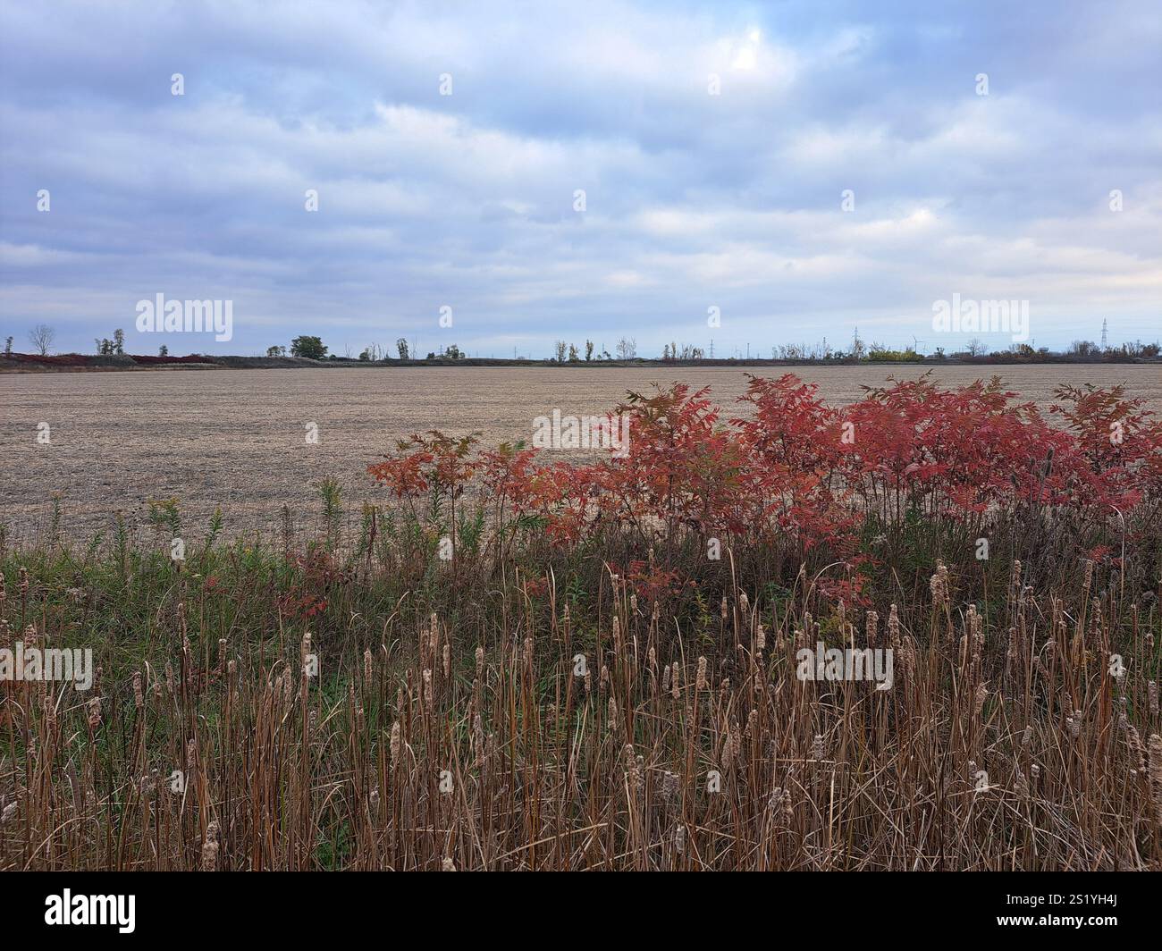 Farmland plants hi-res stock photography and images - Alamy