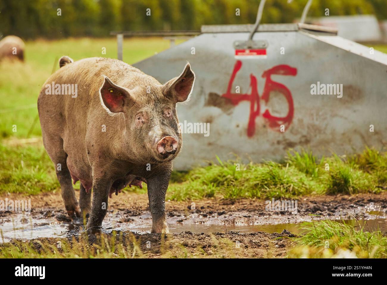 Eco pig farm in the field in Denmark Stock Photo - Alamy