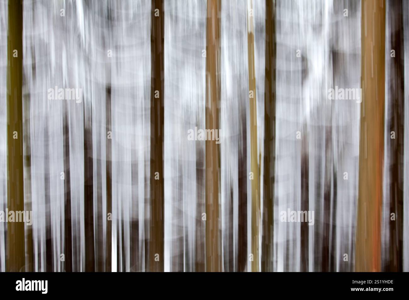 Winter landscape, snowy trees, wiping effect Stock Photo - Alamy