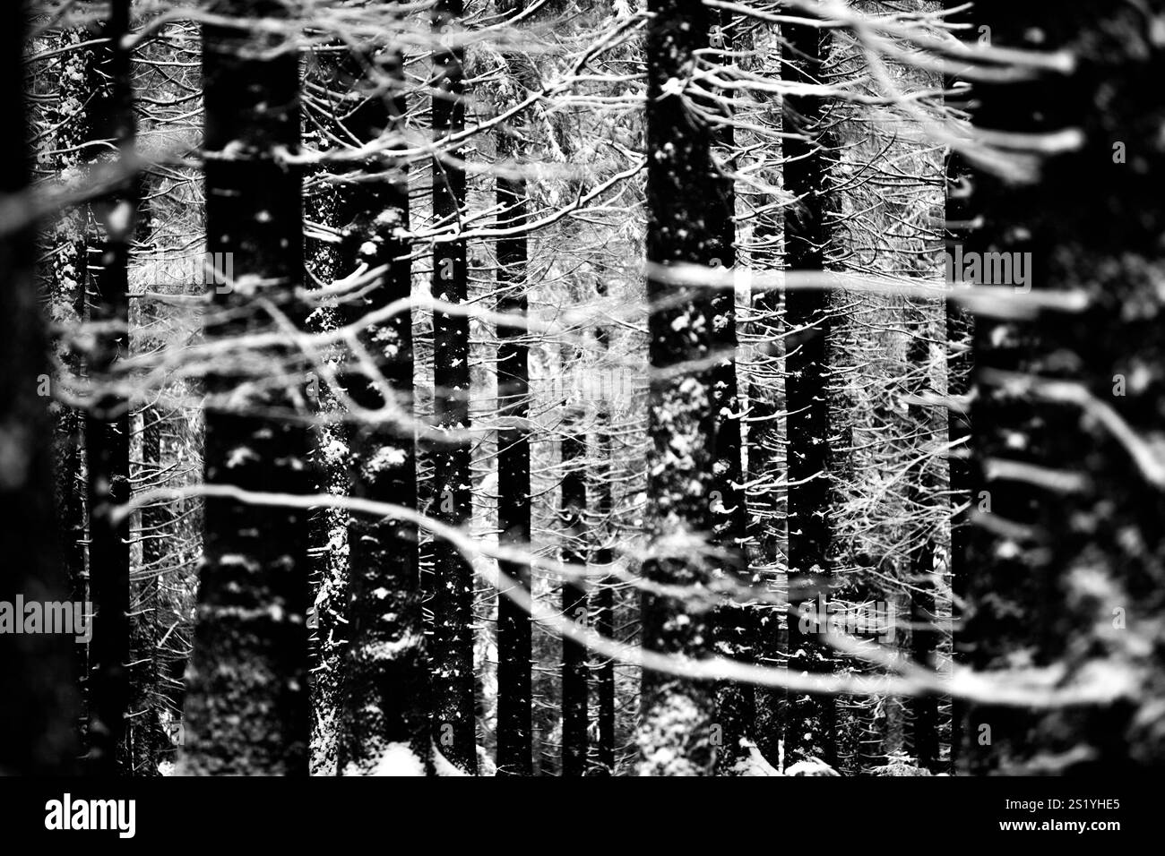 Woodland snow scene Black and White Stock Photos & Images - Alamy