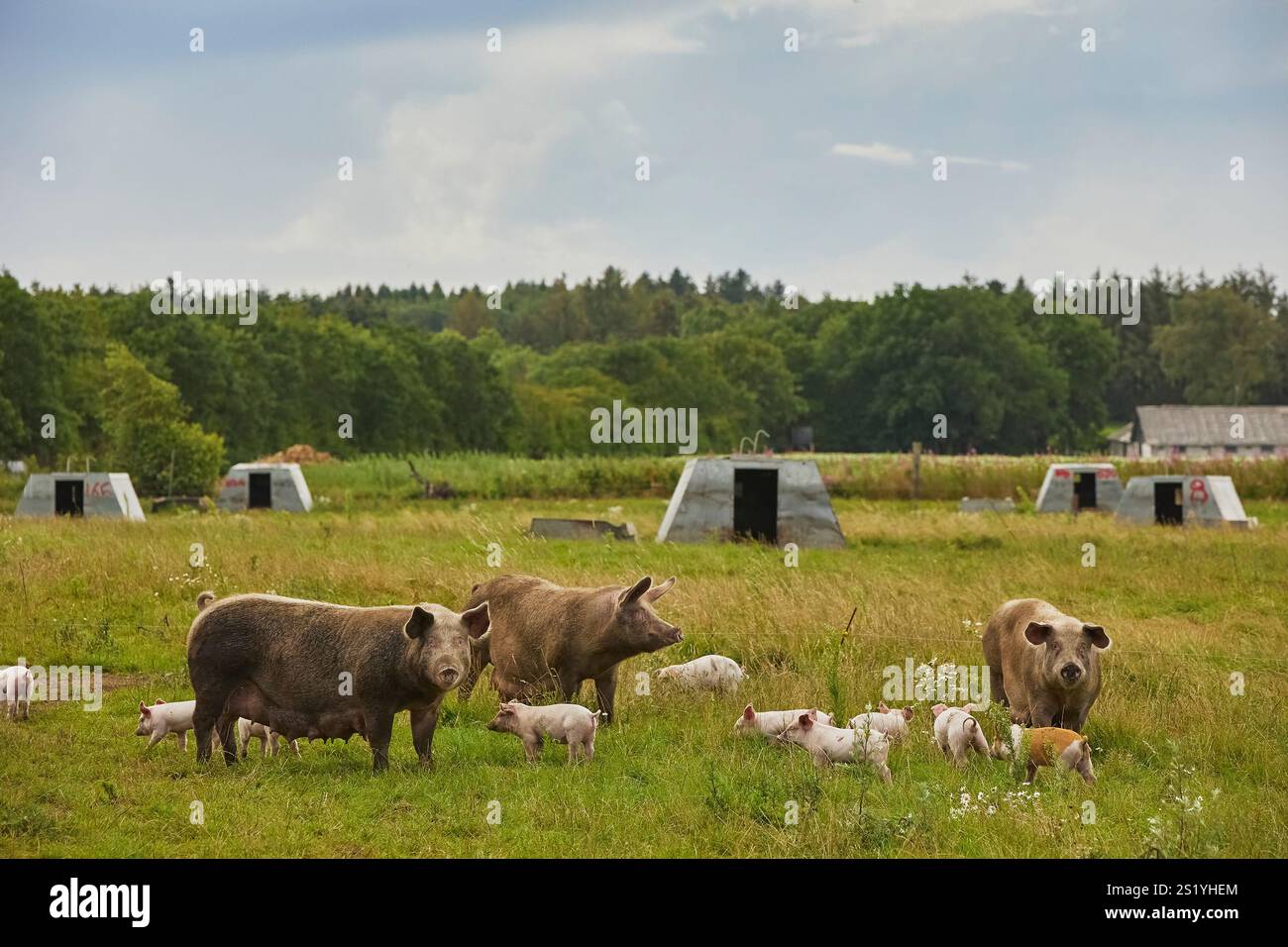 Eco pig farm in the field in Denmark Stock Photo - Alamy
