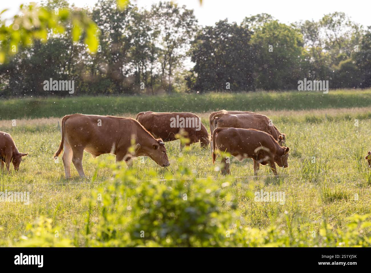 A group of brown cattle grazing peacefully in a sunlit green pasture ...