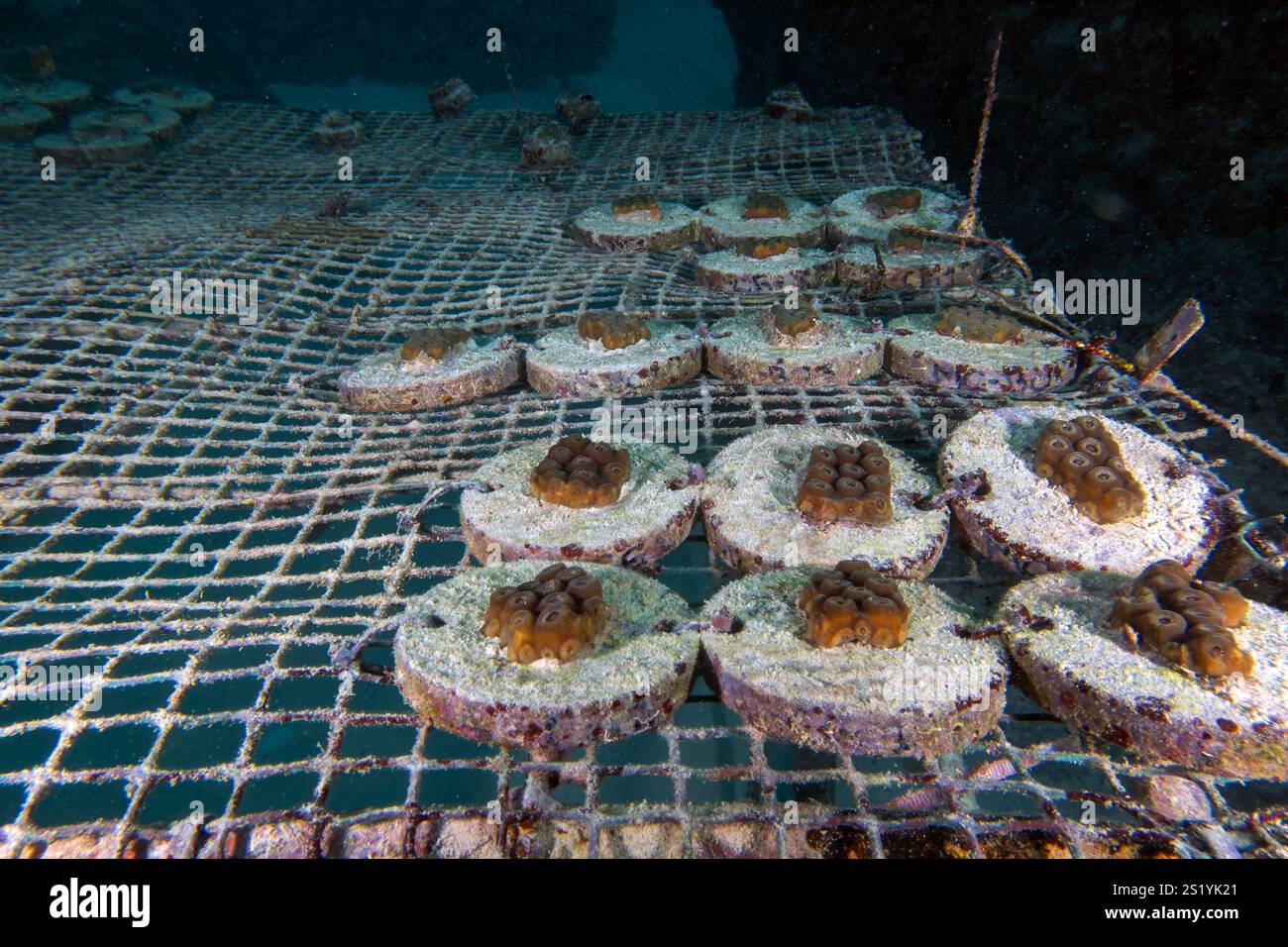 Fragments of coral growing in an underwater coral farm in Punta Cana ...