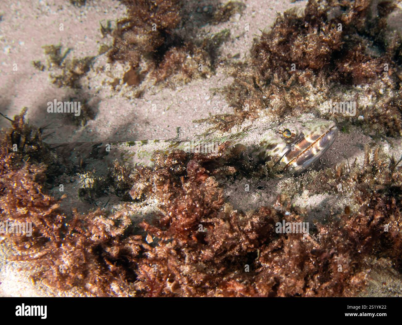 A Sand Diver (Synodus intermedius) in Punta Cana, Dominican Republic ...