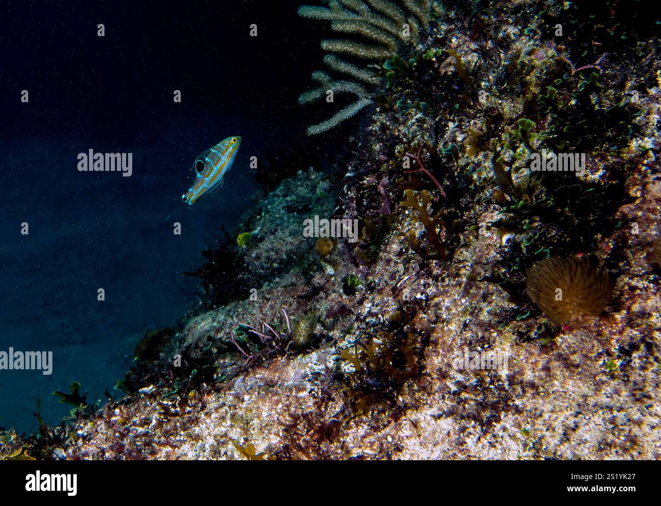 A juvenile Puddingwife Wrasse (Halichoeres radiatus) in Punta Cana ...
