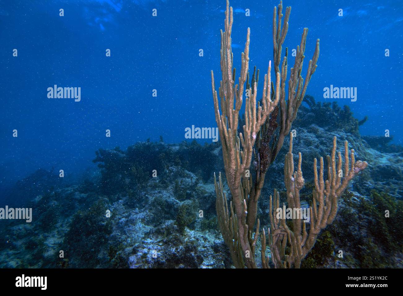 Soft coral in the Caribbean Sea Stock Photo - Alamy