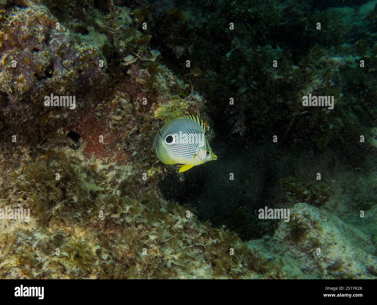 A Foureye Butterflyfish (Chaetodon capistratus) in Punta Cana ...