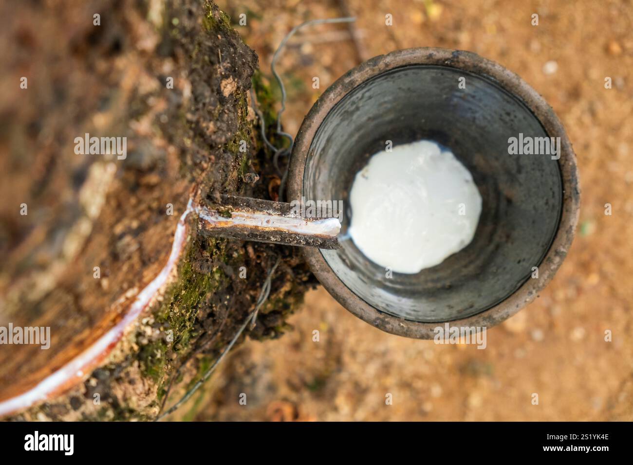 Rubber tapping process with latex dripping from a rubber tree into the ...