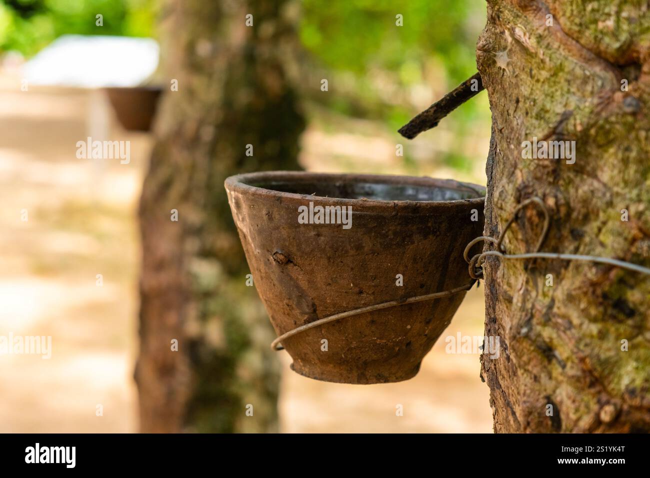 Rubber tapping process with latex dripping from a rubber tree into the ...