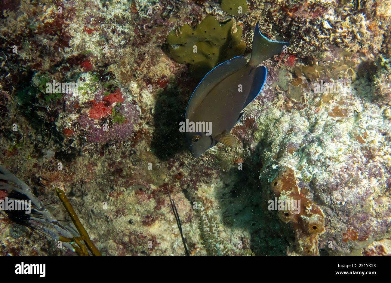 A Doctorfish Tang (Acanthurus chirurgus) in Punta Cana, Dominican ...