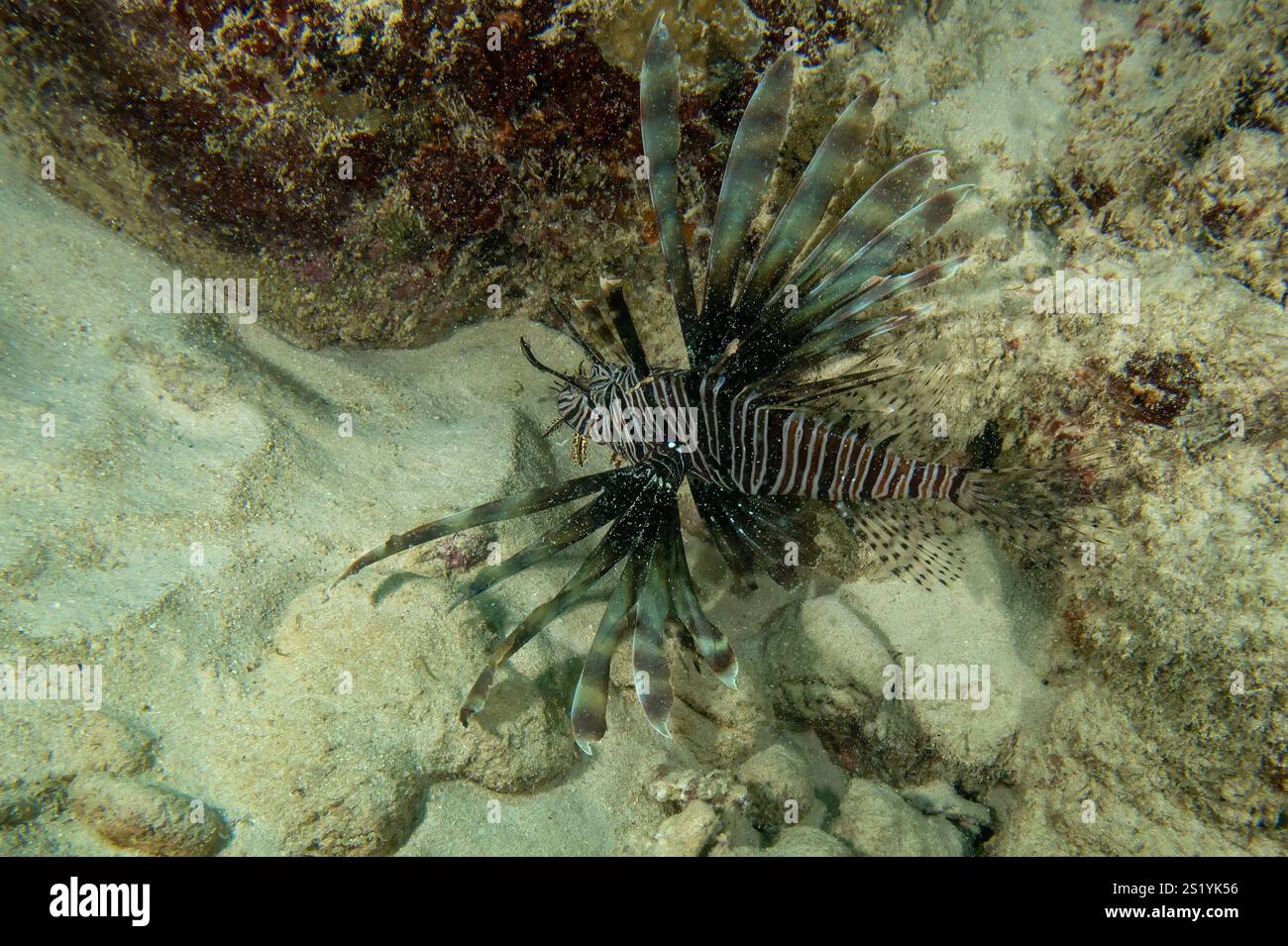 A Common Lionfish (Pterois volitans) in the Caribbean Sea Stock Photo ...