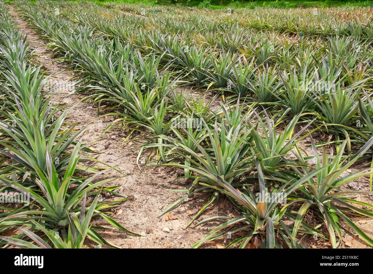 Pineapple plantation with rows of green leafy plants growing in soil ...