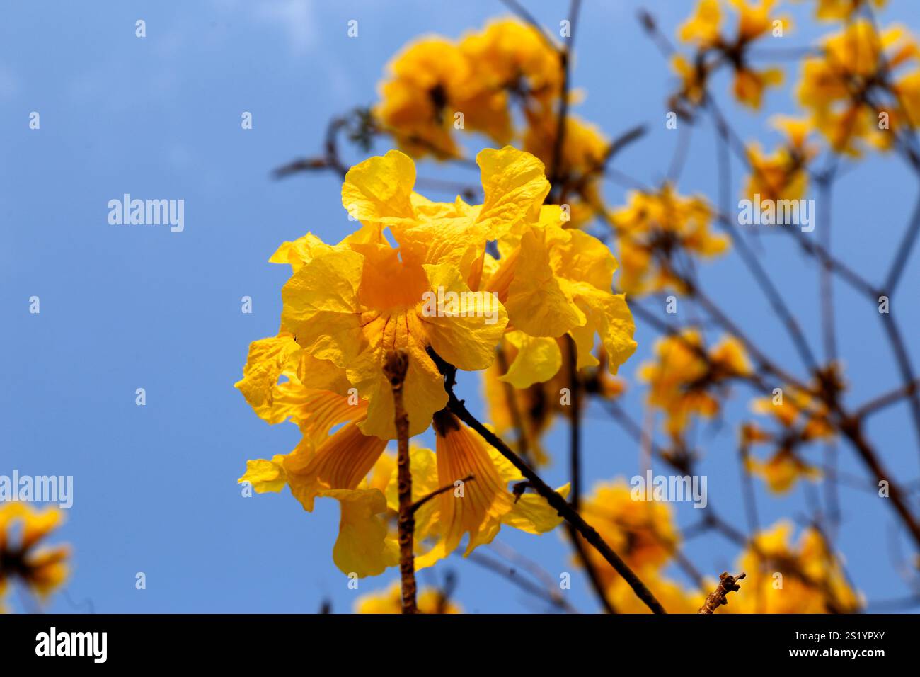 Bloom detail in yellow ipe tree with bright blue sky Stock Photo - Alamy