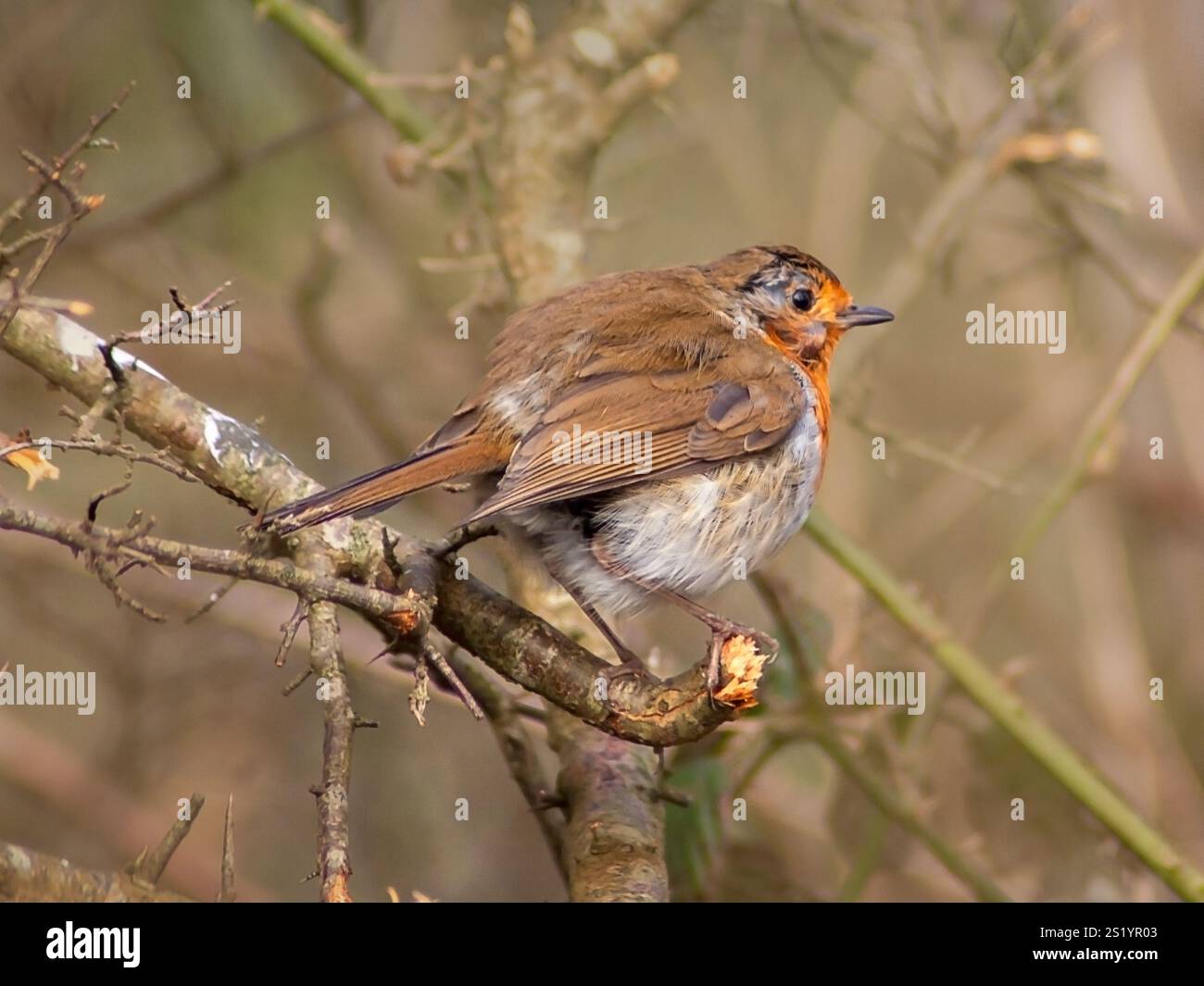Bird feathers on forest hi-res stock photography and images - Alamy