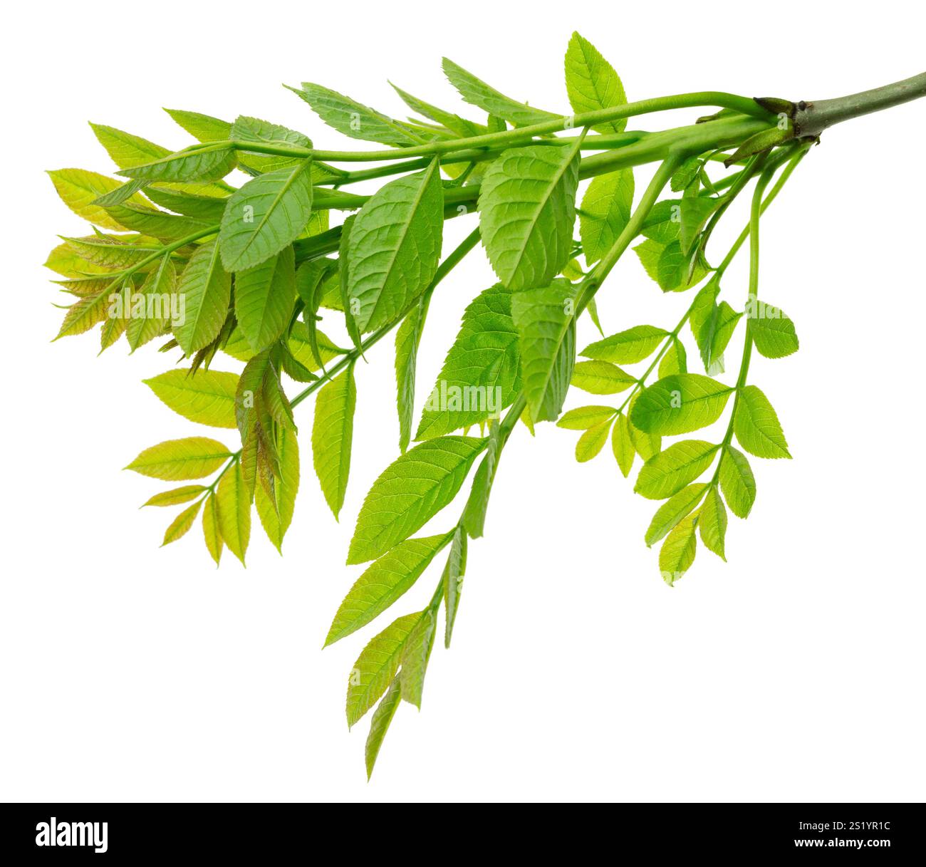 Birch leaf tea Cut Out Stock Images & Pictures - Alamy