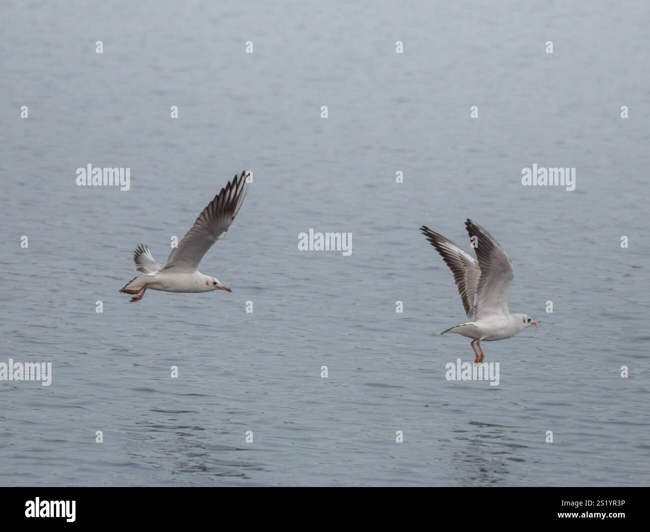 Birds over the water hi-res stock photography and images - Alamy