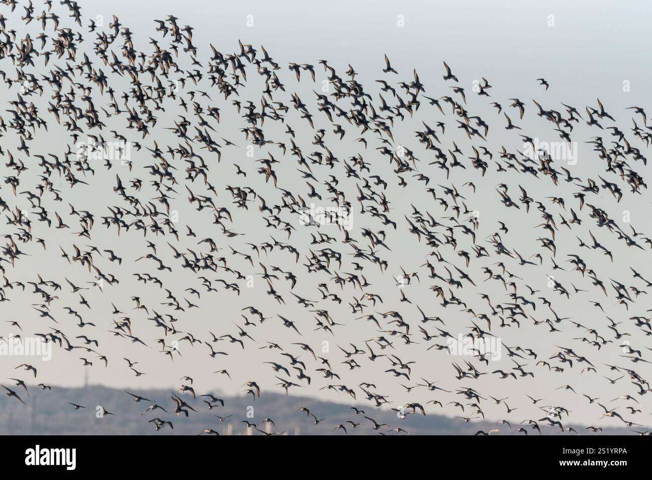 Mixed flock of flying waders (mainly Red Knot and Dunlin) at Leigh on ...