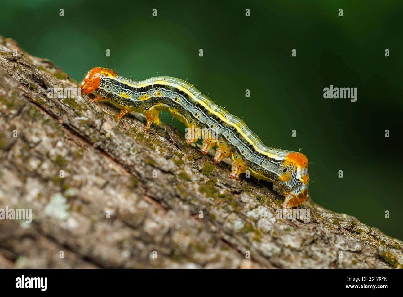 Variable Narrow-Wing (Magusa divaricata) caterpillar (larva Stock Photo ...