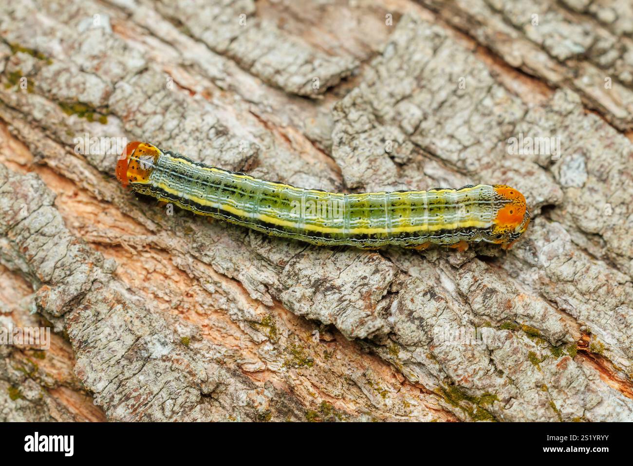 Magusa divaricata hi-res stock photography and images - Alamy