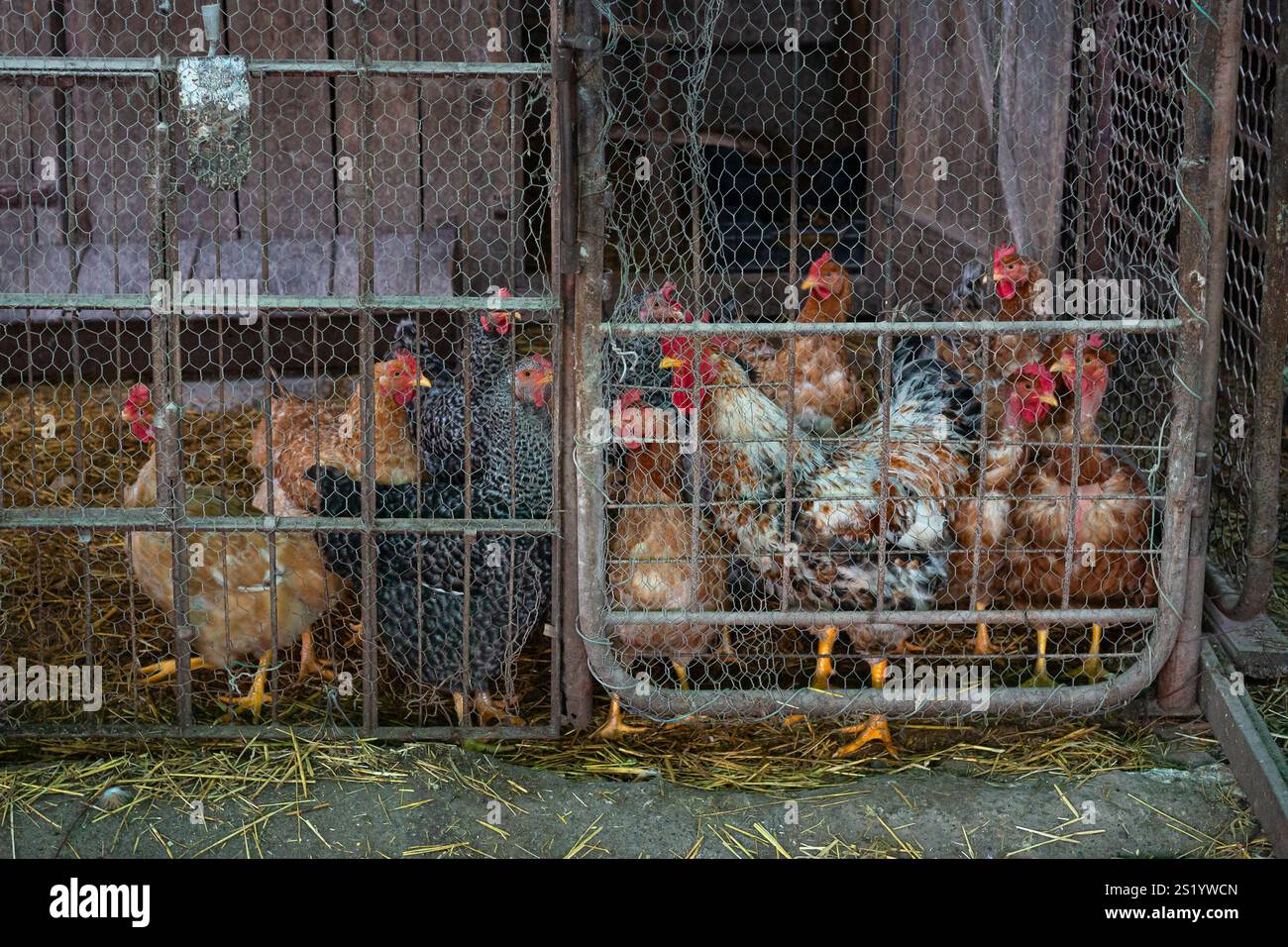 Chicken coop with chickens and a rooster for producing eggs. Many ...