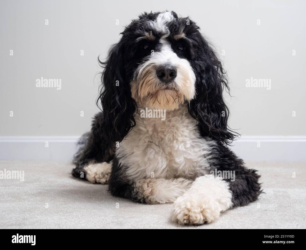 A relaxed Bernedoodle lies gracefully on the floor, posing like a true ...