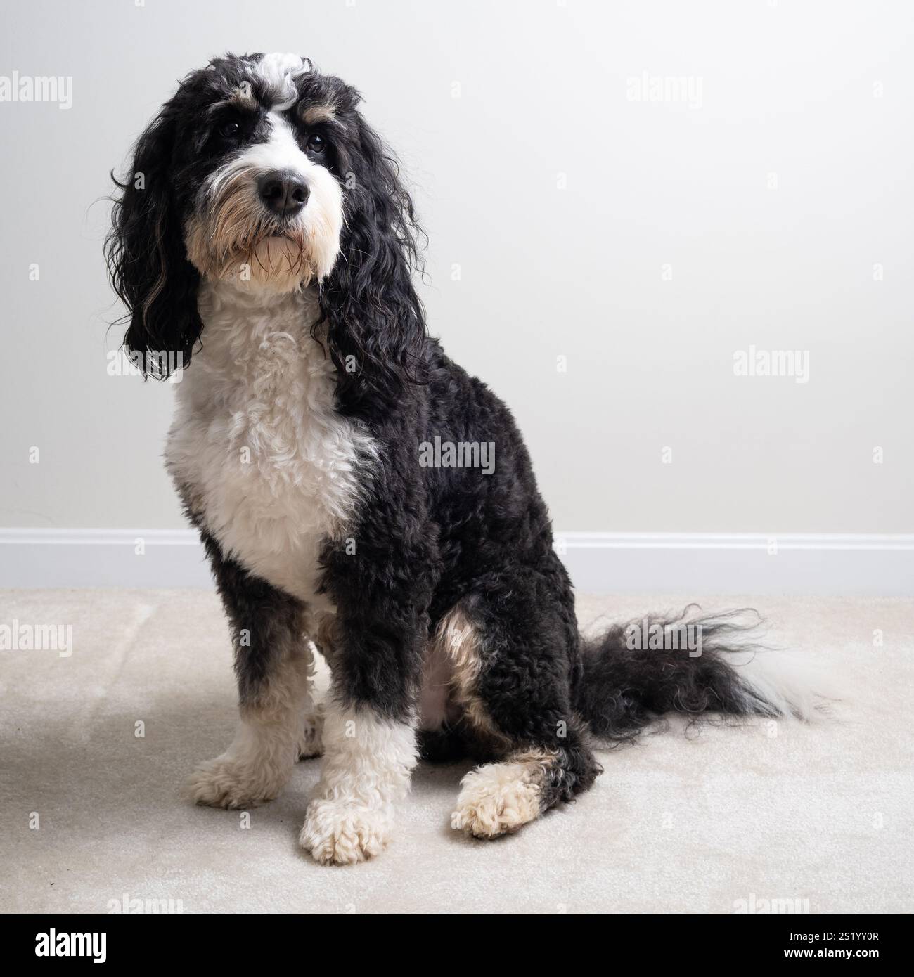 Sitting like a true model, this Bernedoodle showcases its stylish ...