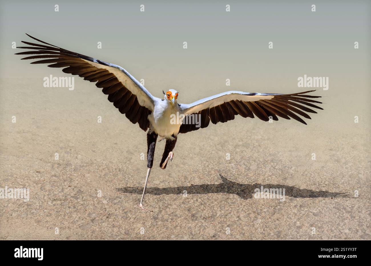 Sagittarius serpentarius hunting hi-res stock photography and images ...