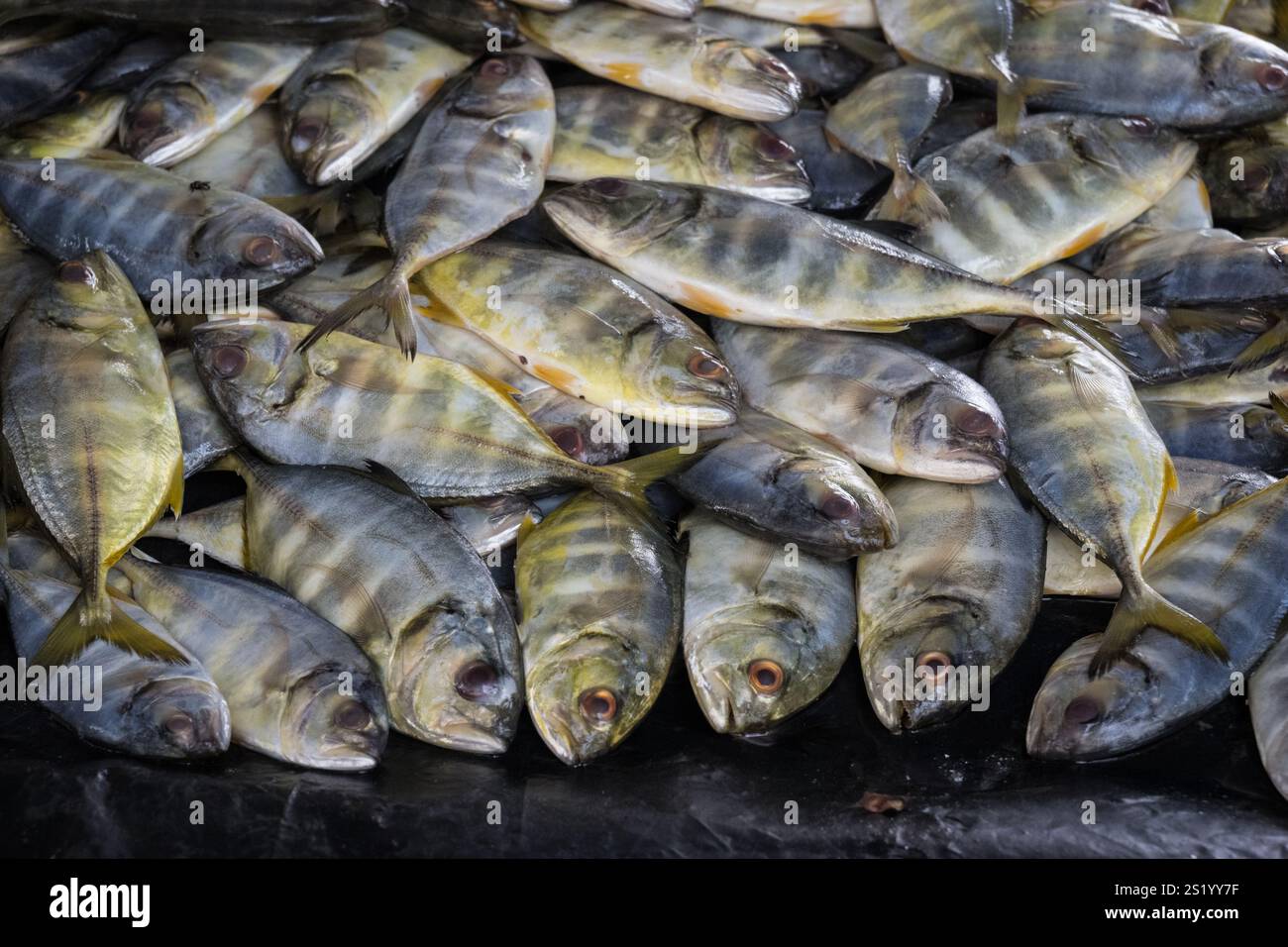 Fish on sale in Galle, Sri Lanka Stock Photo - Alamy