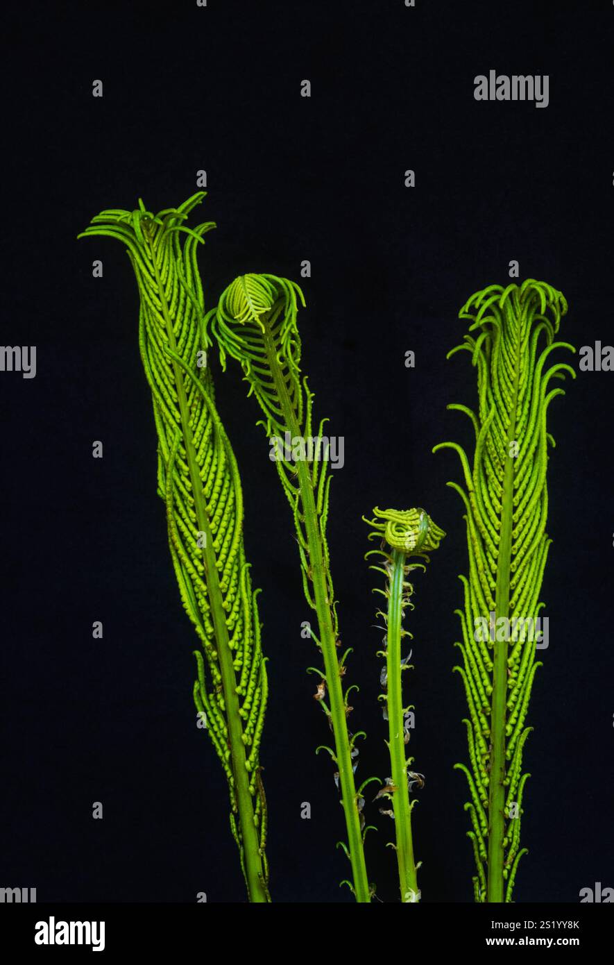 Close-up of three young fern leaves, one starting to unfold, against a ...