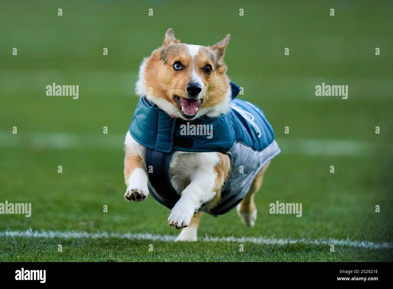 A Corgi runs a race on the field during halftime at an NFL football ...