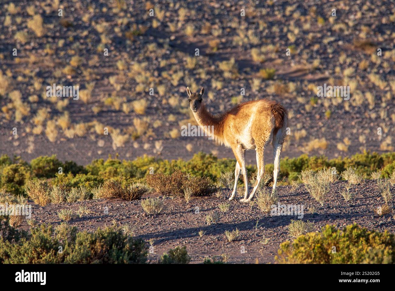 Guanaco a typical wild andean mammal Stock Photo - Alamy
