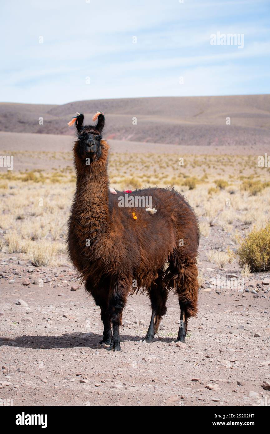 Llama standing hi-res stock photography and images - Alamy