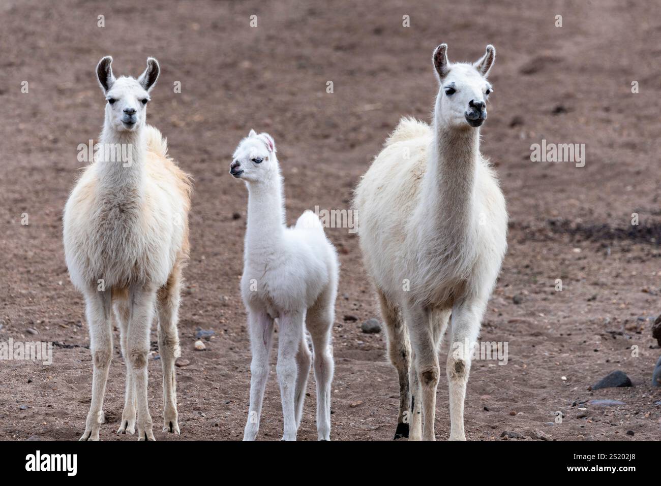 Adults and a young white llamas Stock Photo - Alamy