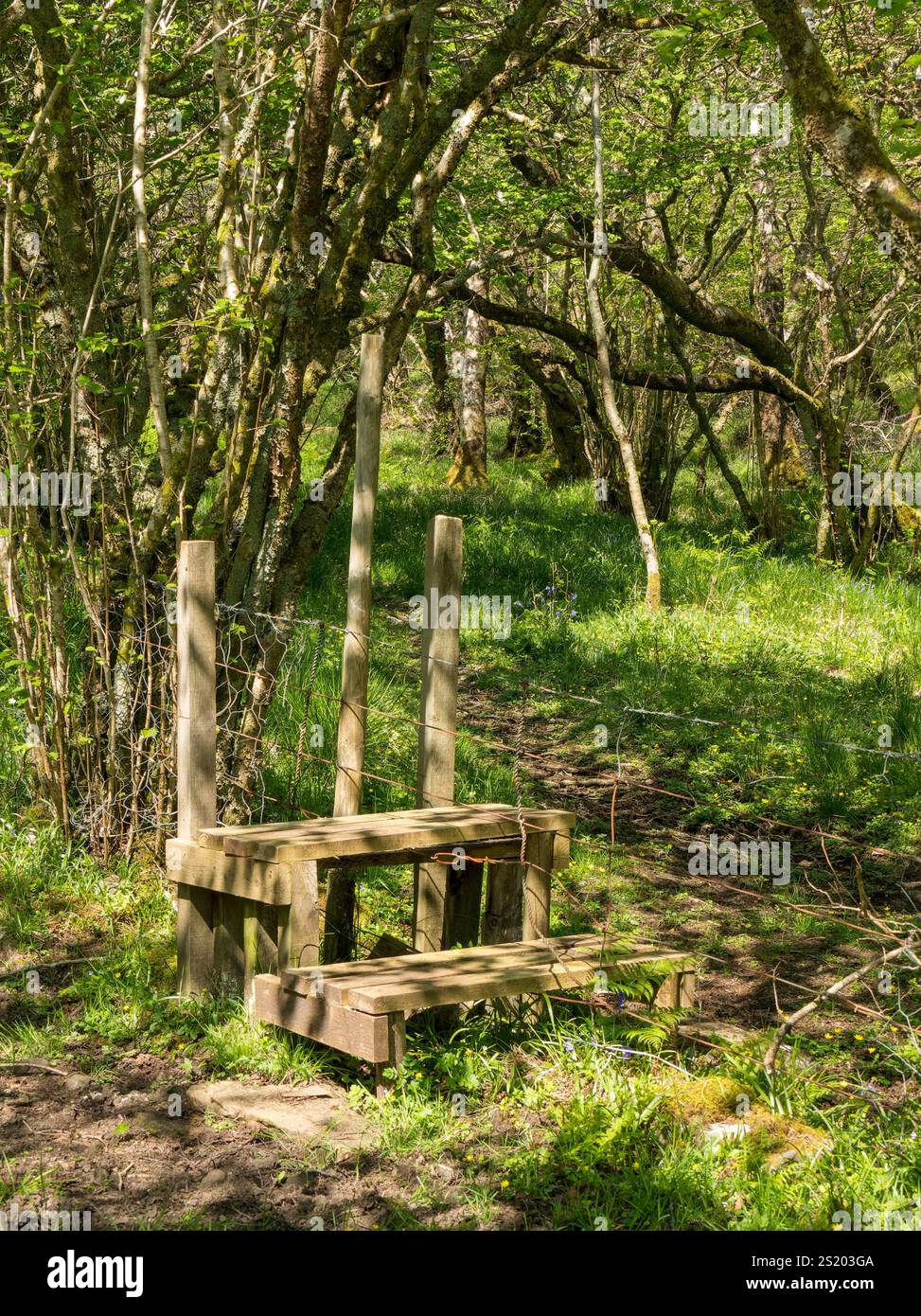 Old wire fence and wooden stile on path through green woodland ...