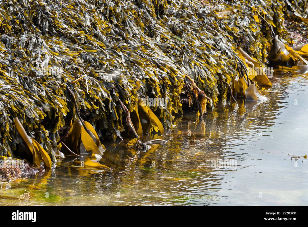 Golden green and brown backlit fronds of Toothed wrack (Fucus serratus ...