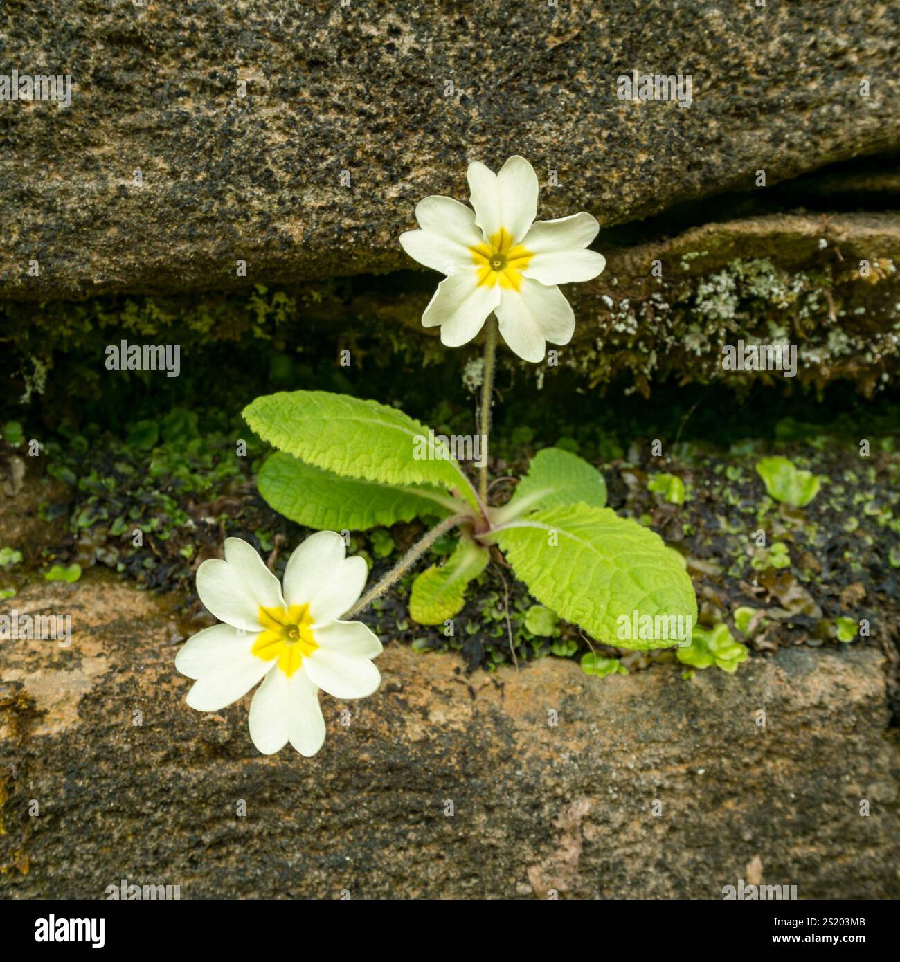 Primrose flowers uk hi-res stock photography and images - Alamy
