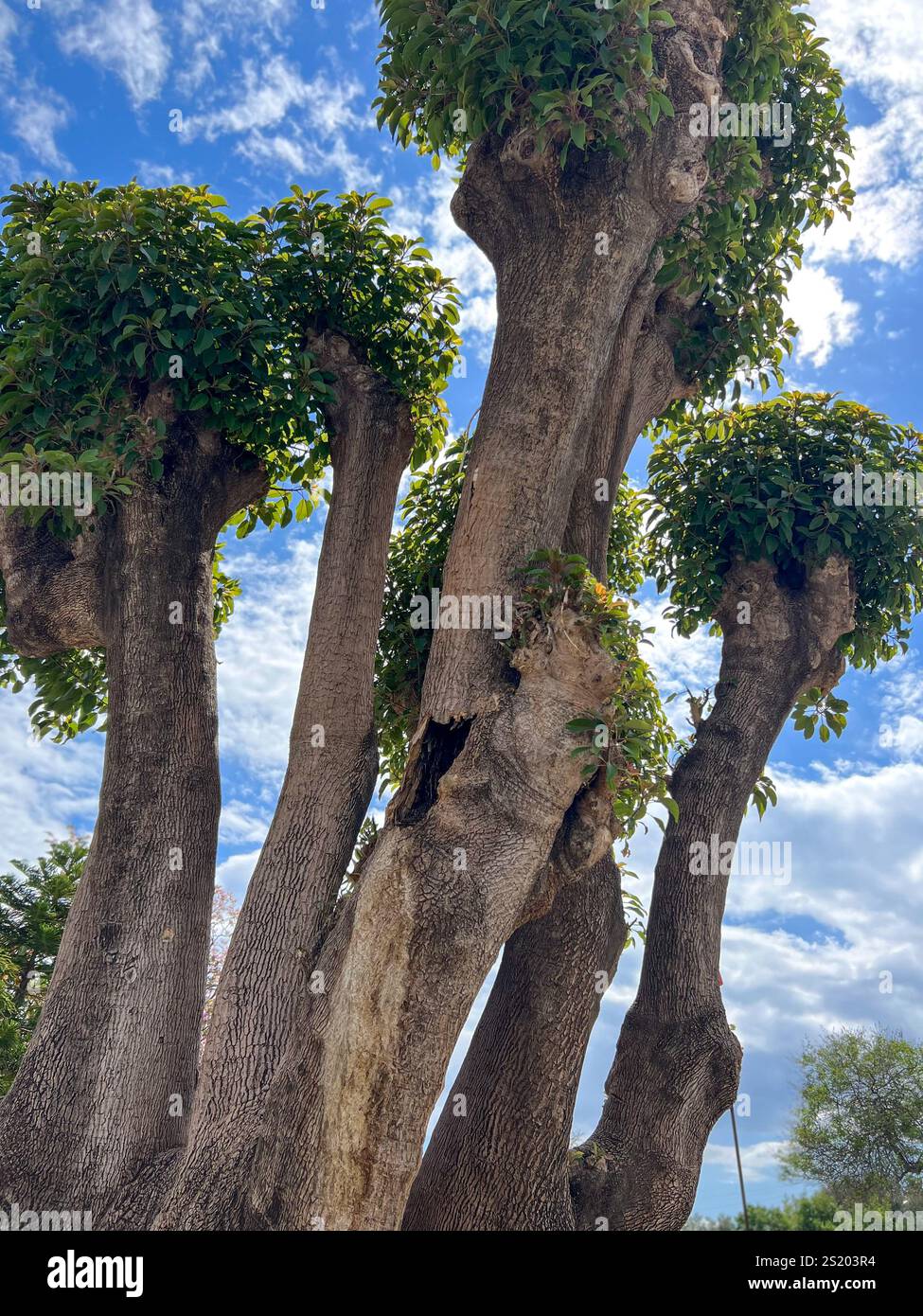 Large trees and greenery hi-res stock photography and images - Alamy