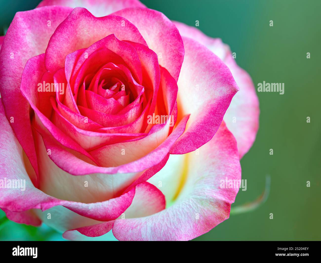 Deeply hued pink rose unfurls its delicate petals, revealing a ...