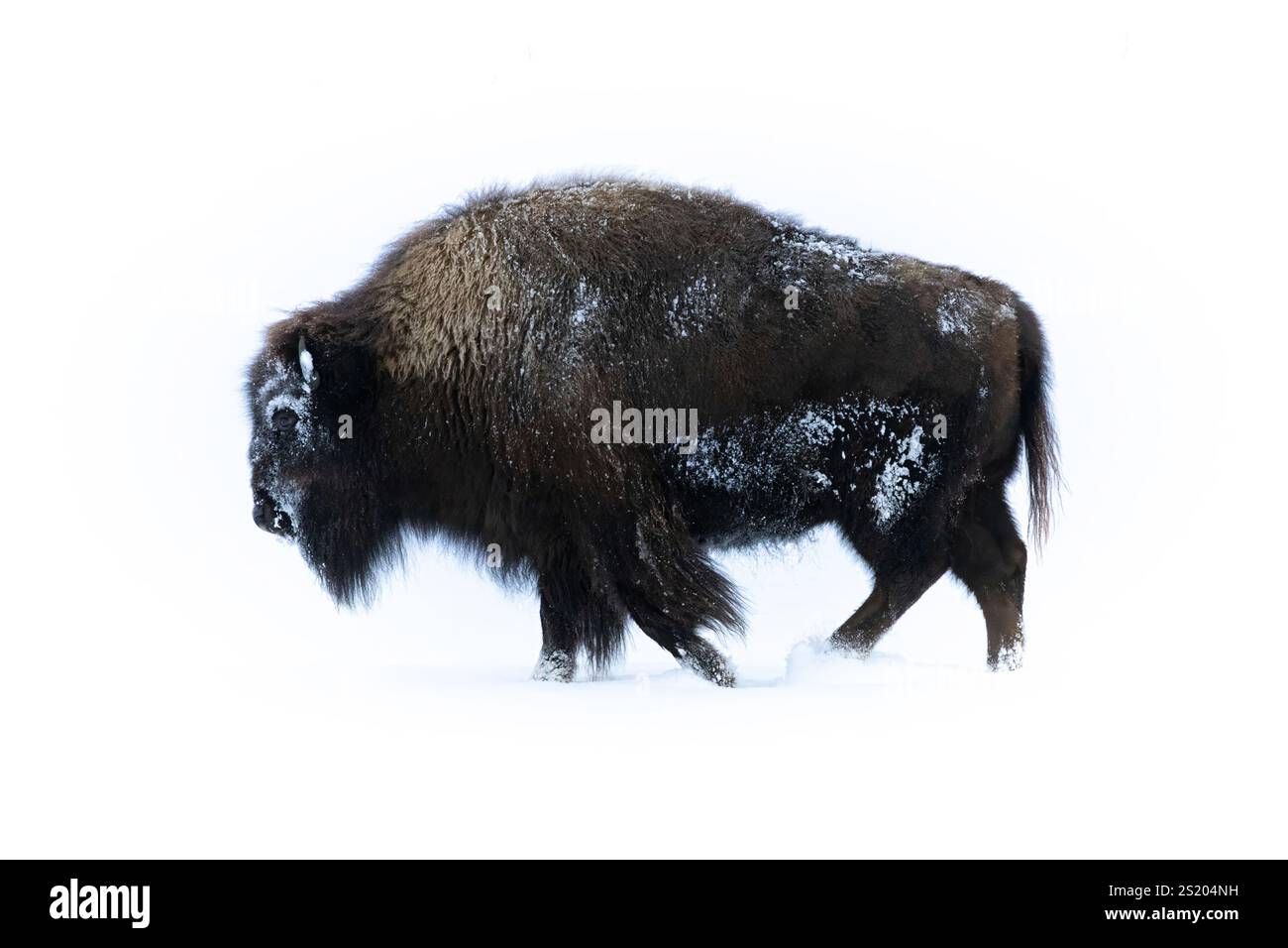 Young animal in wilderness Cut Out Stock Images & Pictures - Alamy