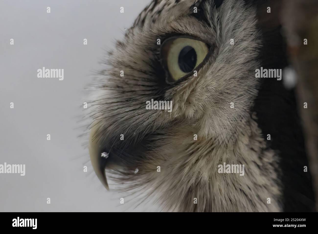 Northern hawk-owl (Surnia ulula). Wildlife bird. macro close up shot ...