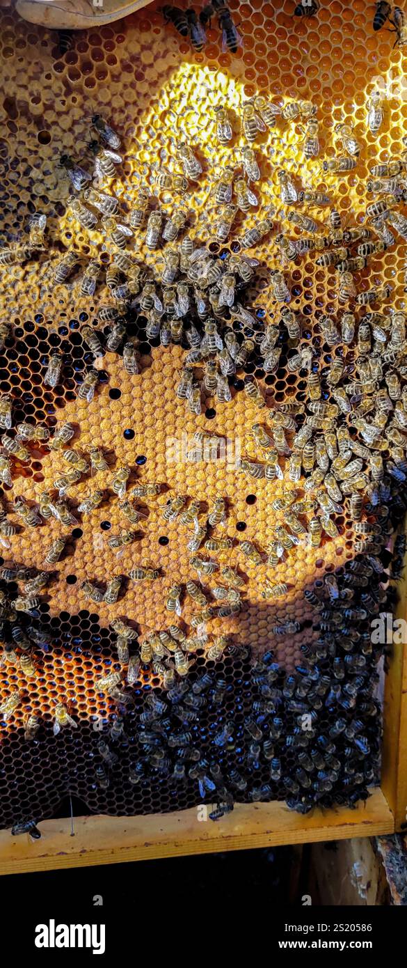 Here is a vivid CloseUp Image of Busy Bees Collecting Nectar on a ...