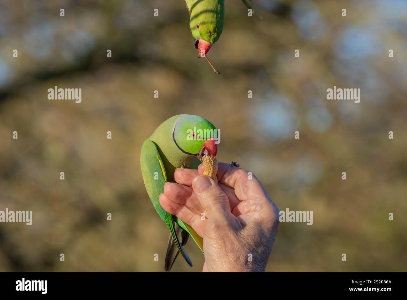 Close-up of a ringnecked parakeet, also known as a rose-ringed parakeet ...