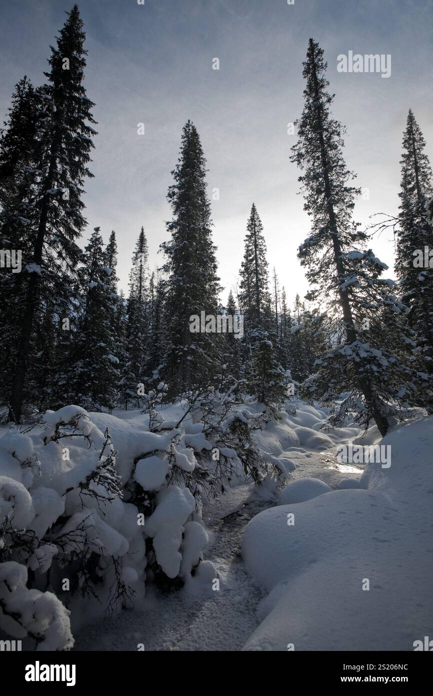 beautiful arctic winter landscape with snowy forest and frozen lake ...