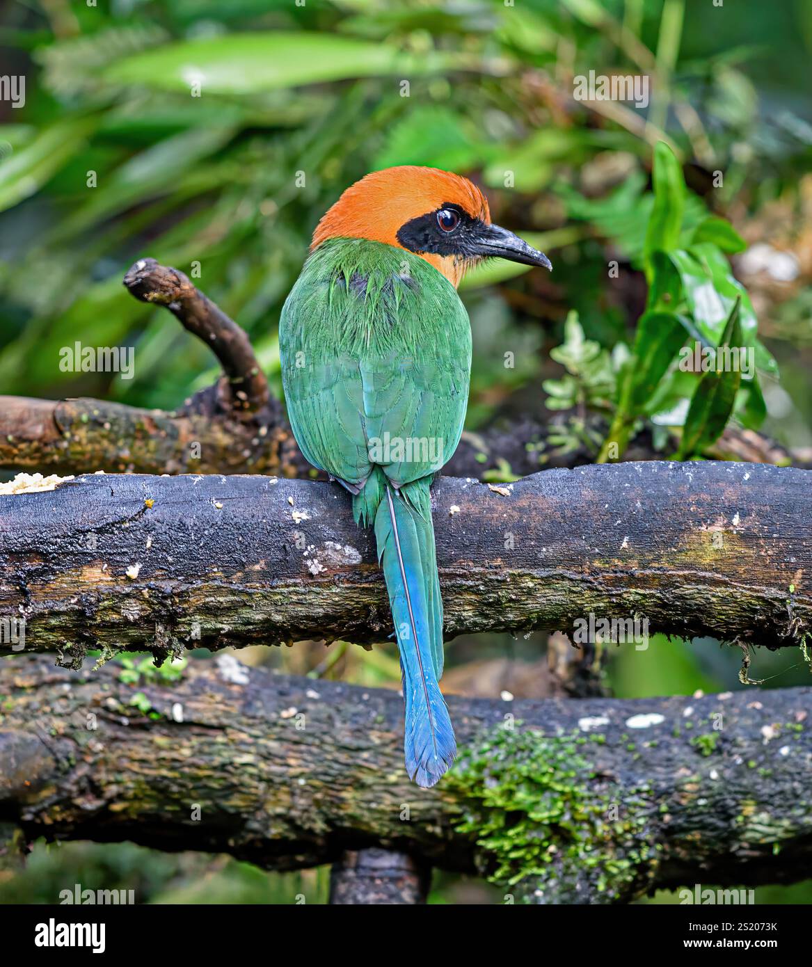 Andean motmot momotus aequatorialis hi-res stock photography and images ...