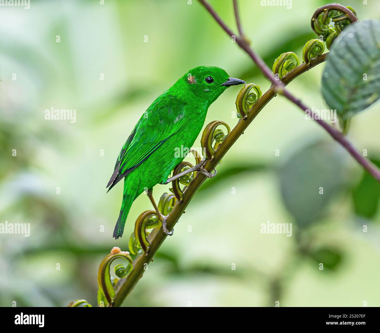 Glistening green tanager chlorochrysa phoenicotis hi-res stock ...