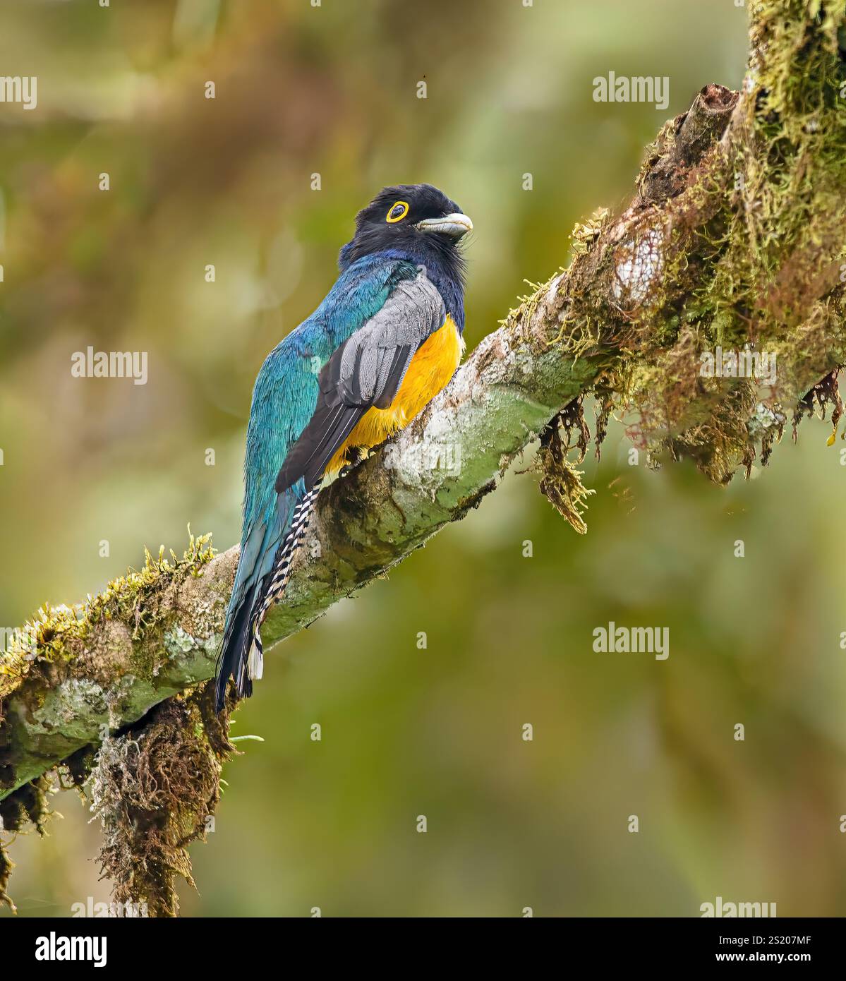 Amazonian trogan hi-res stock photography and images - Alamy