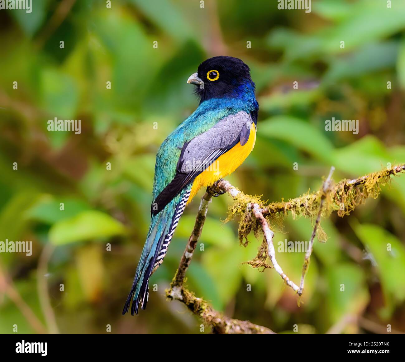 Amazonian trogan hi-res stock photography and images - Alamy