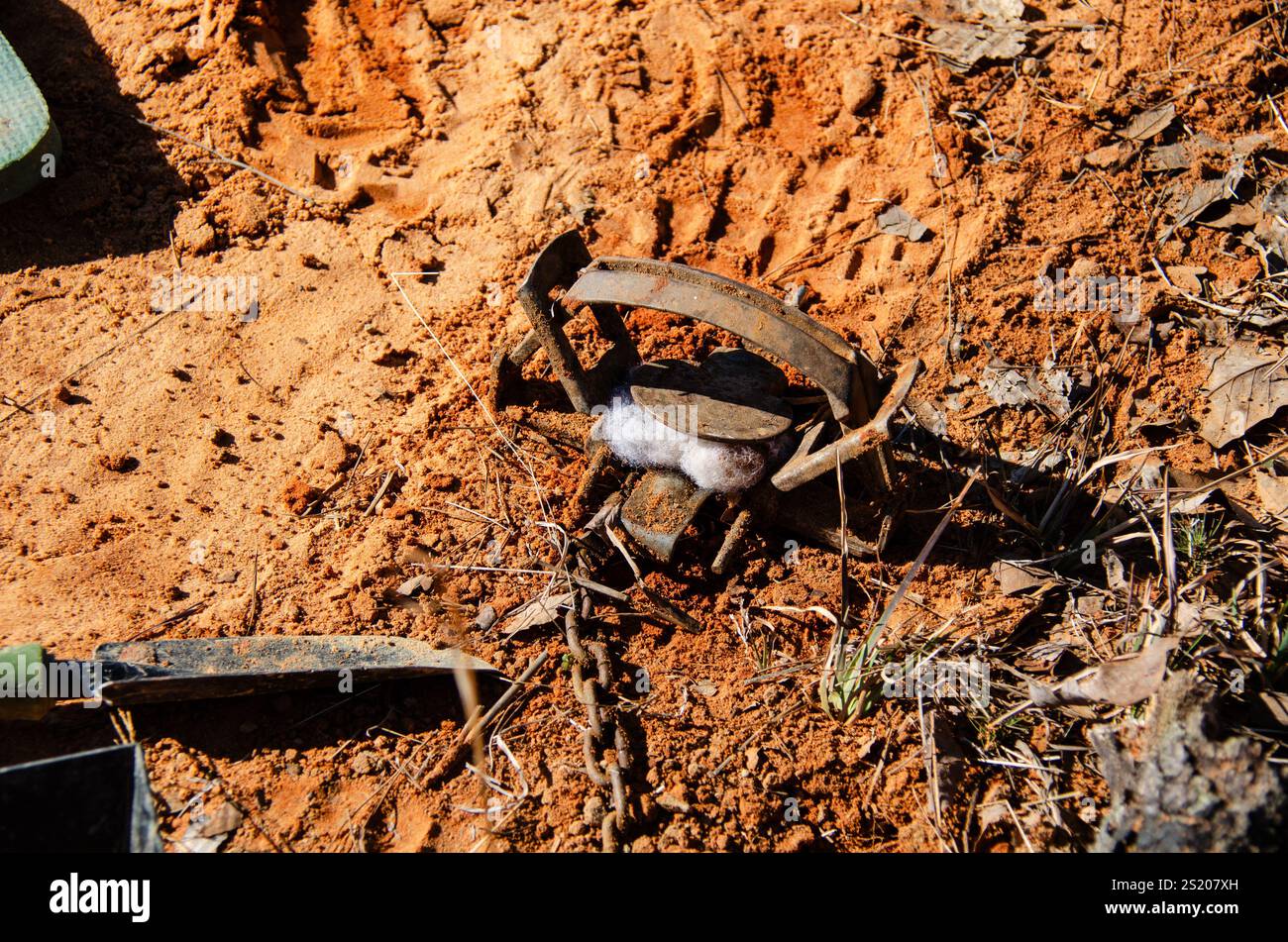Wildlife management trapping for predator control. Trapping hunting ...
