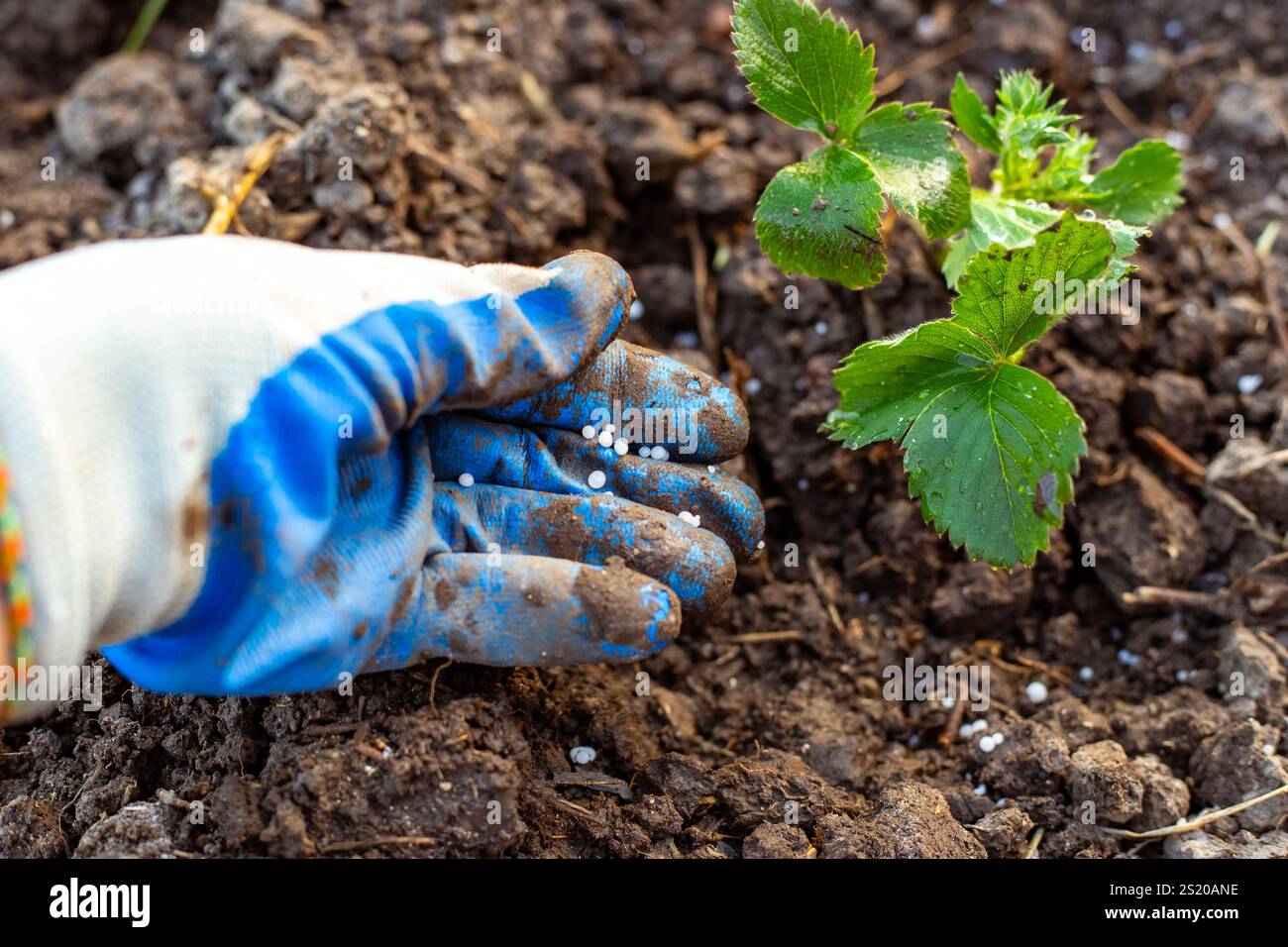 Planting strawberries in spring. After planting a strawberry seedling ...